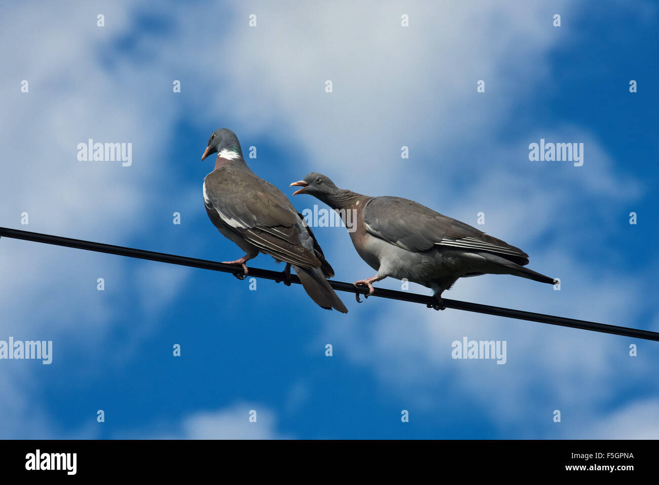 Berlin, Germany, pigeons Stock Photo - Alamy