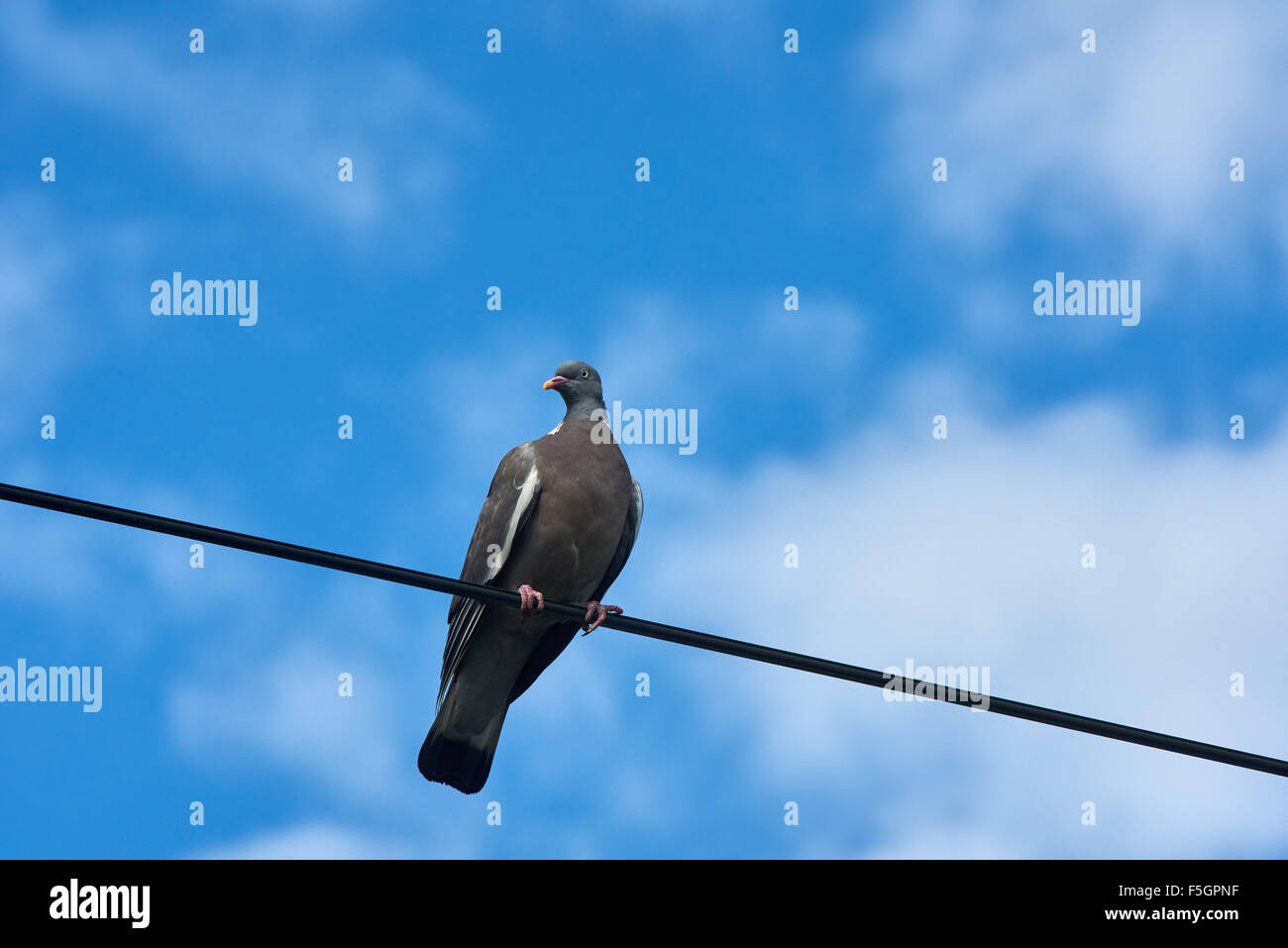 Berlin, Germany, pigeons Stock Photo - Alamy