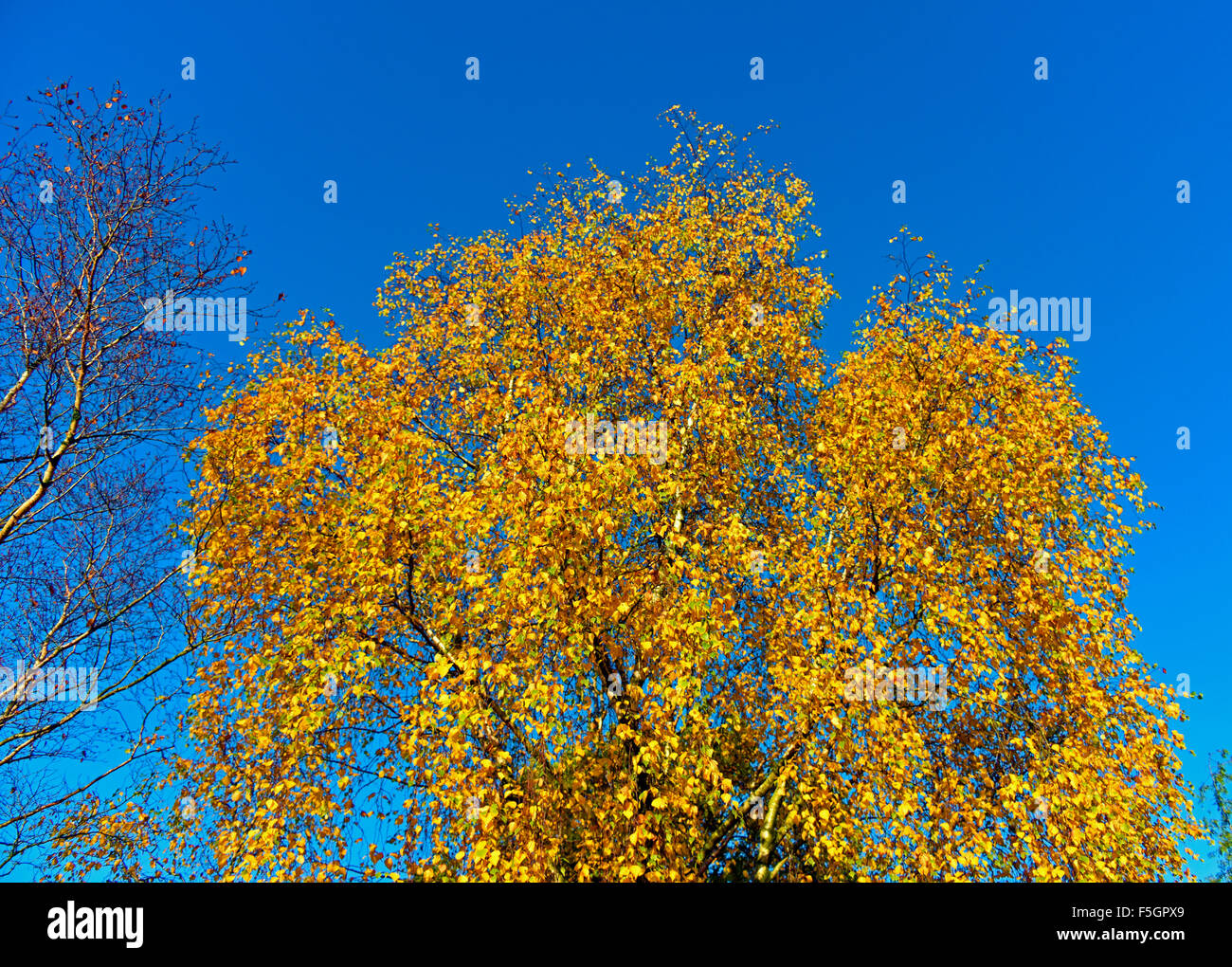 Silver Birch tree in Autumn. Holehird Gardens, Lake District National ...