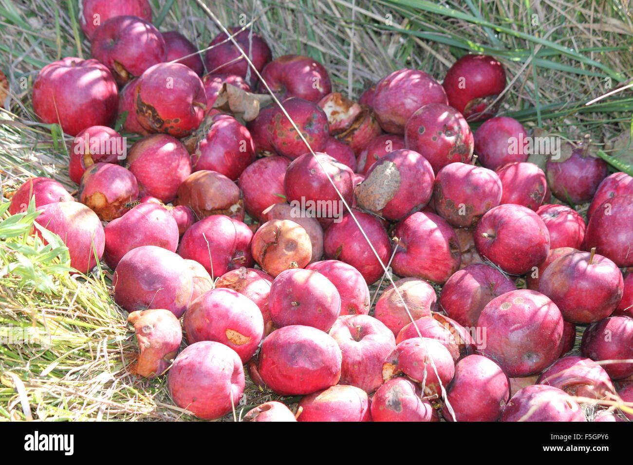 A pile of over-ripe apples left for wildlife at the side of a country ...