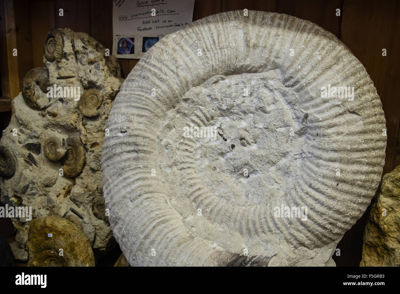 Jurassic,Coast,UNESCO,Dorset,Charmouth,cliff,beach.Huge Ammonite ...
