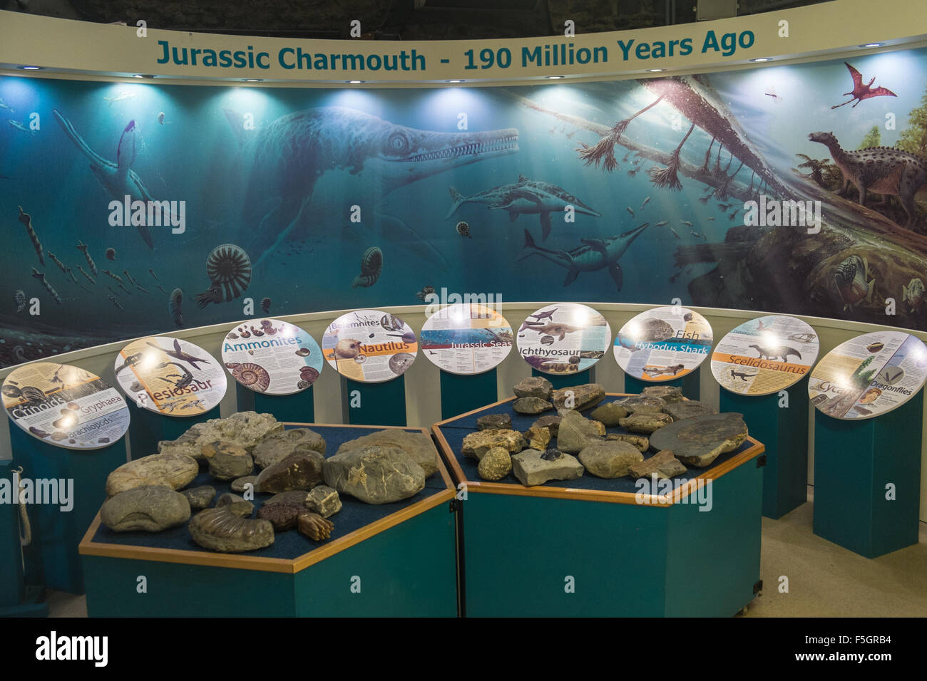 Fossils on display at UK England, Dorset, Charmouth Heritage Coast ...