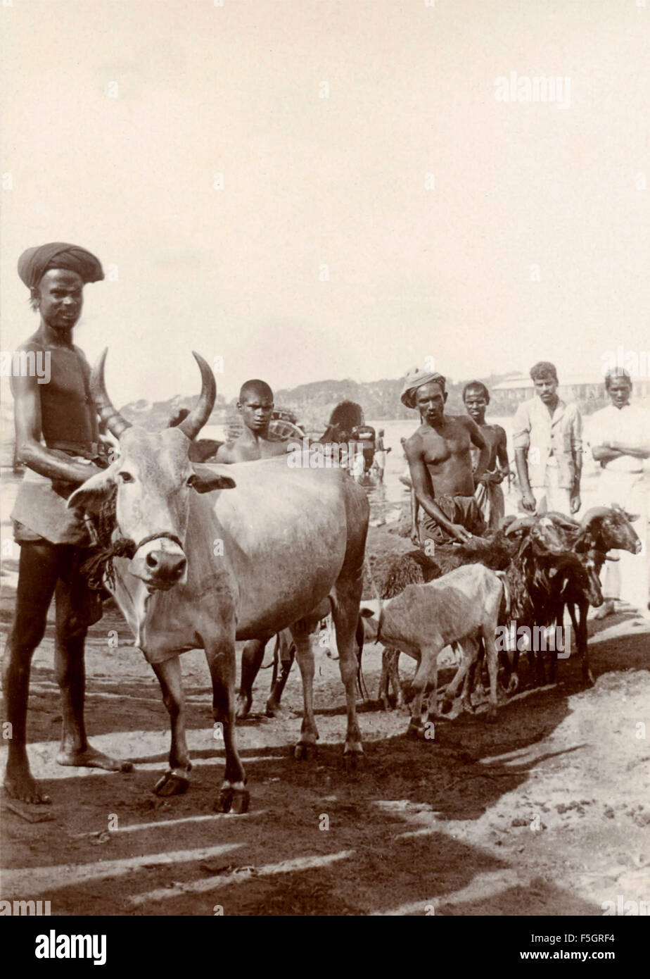Early 1900s animals hi-res stock photography and images - Alamy