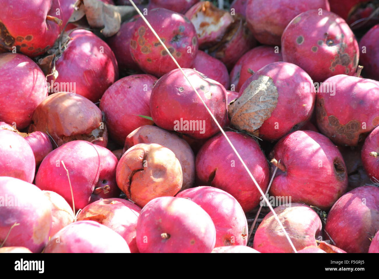 A pile of over-ripe apples left for wildlife at the side of a country ...