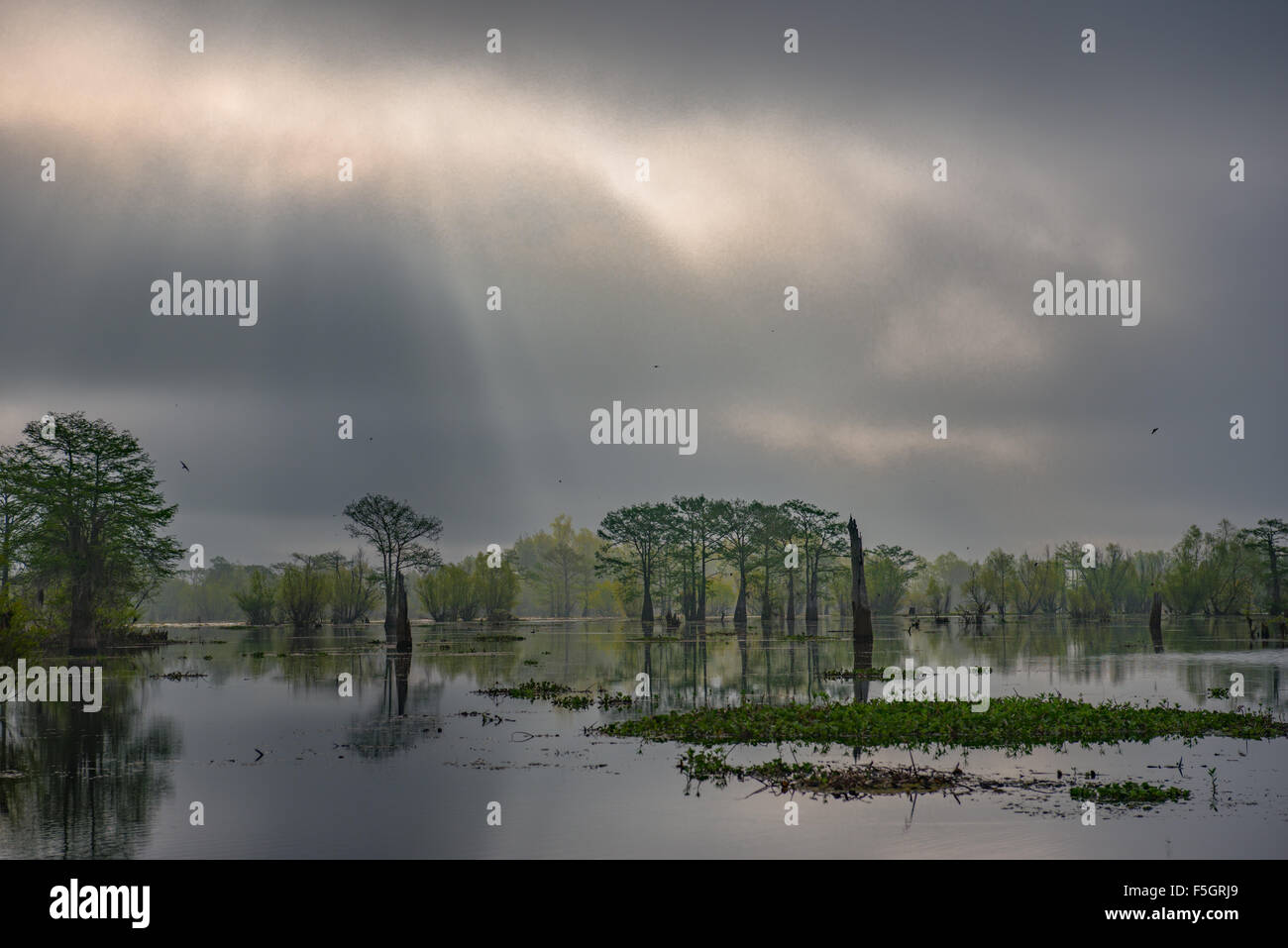 Atchafalaya basin hi-res stock photography and images - Alamy