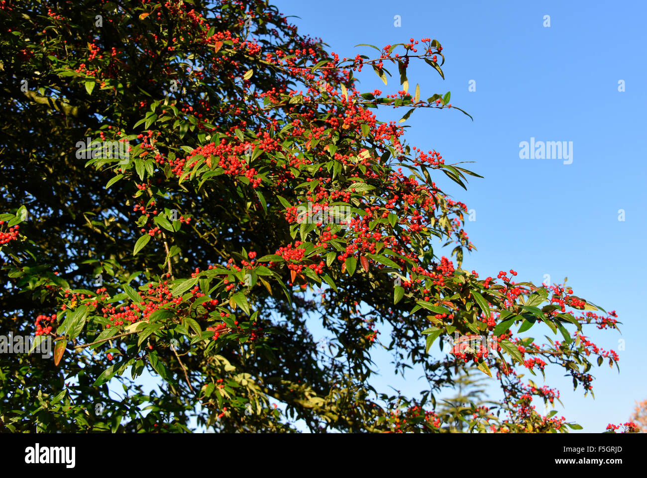 Cotoneaster frigidus hi-res stock photography and images - Alamy