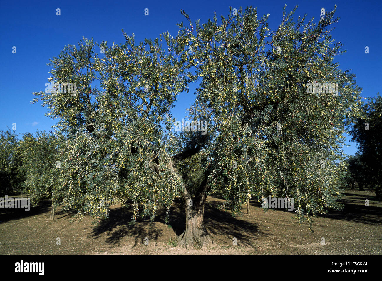 Italy, Puglia, olive tree Stock Photo - Alamy