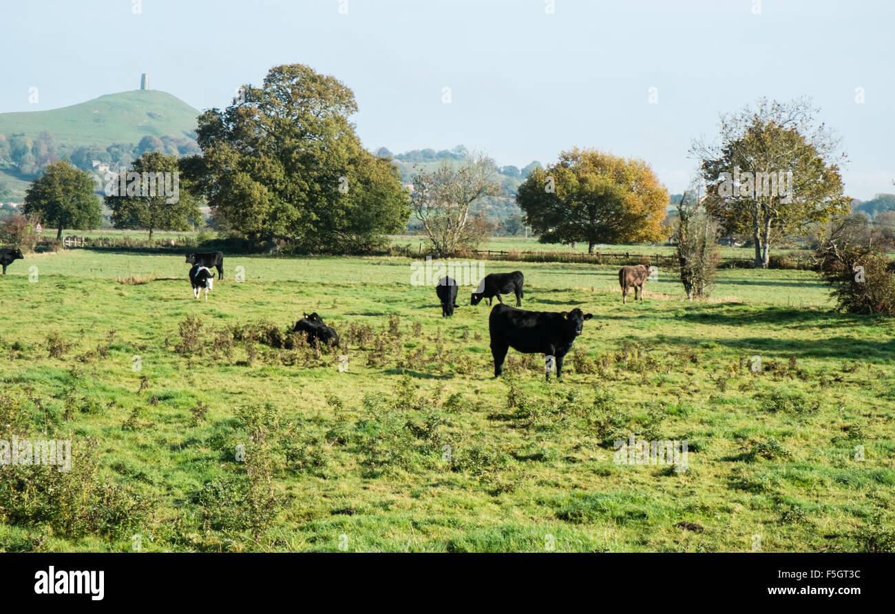 St. Michael's Church Tower,Glastonbury Tor(hill), above the flat ...