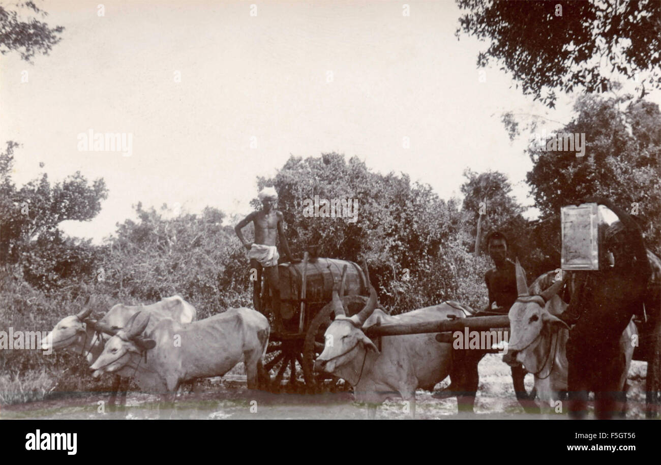 Carts pulled by cattle hi-res stock photography and images - Alamy