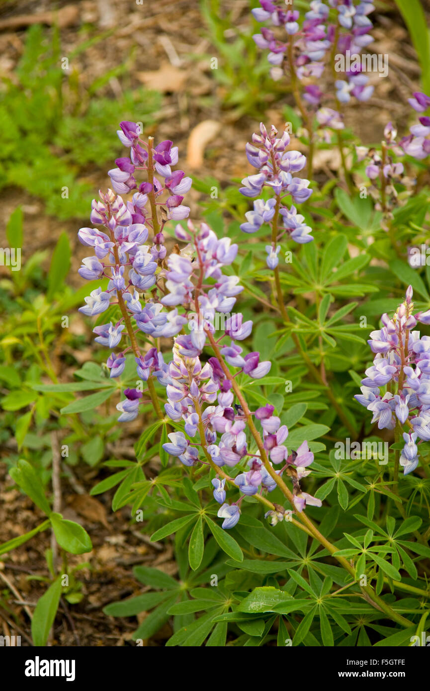 Perennial legumes spring blooming blooms hi-res stock photography and ...