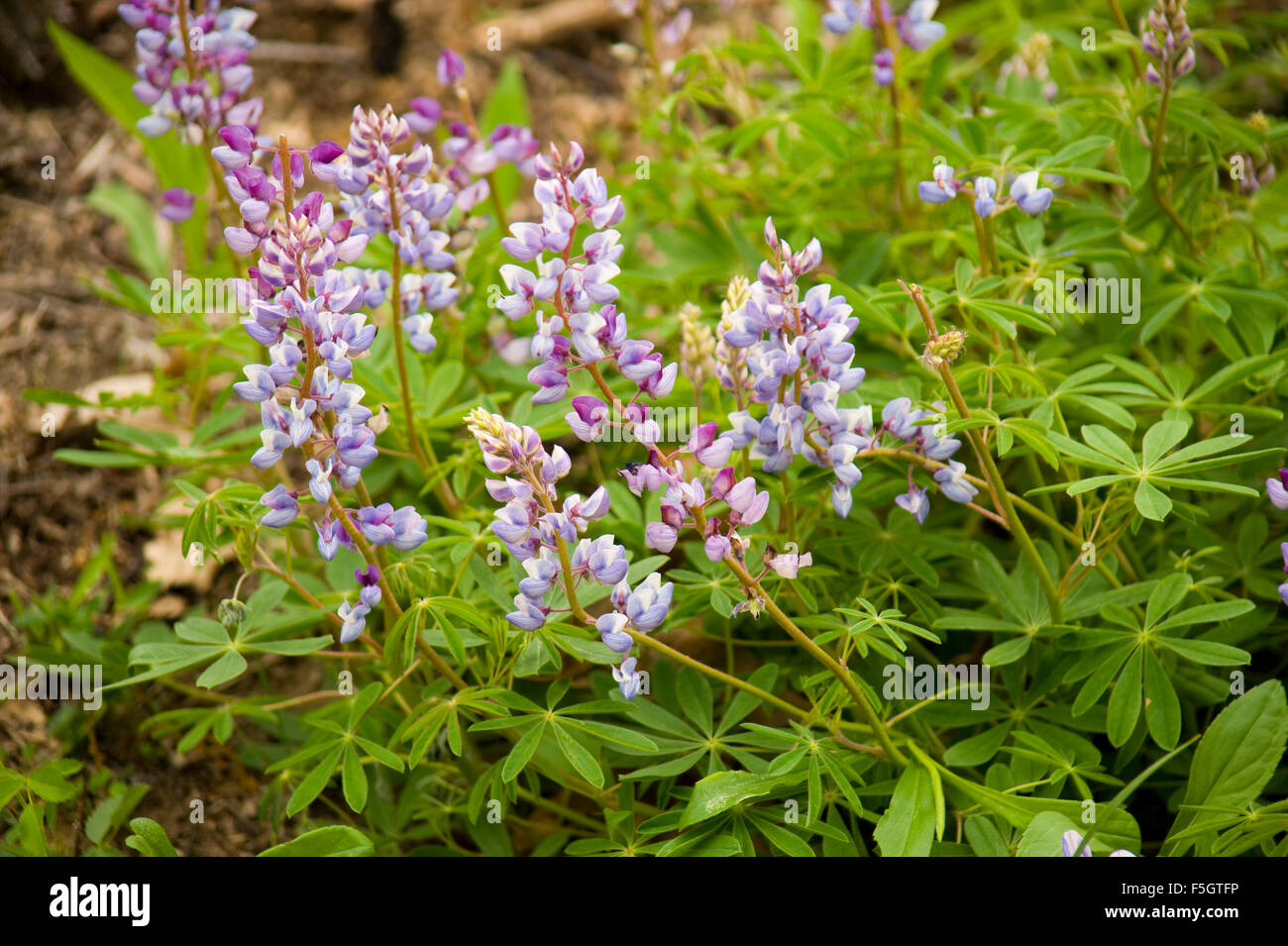 Lupines and wildflowers hi-res stock photography and images - Alamy