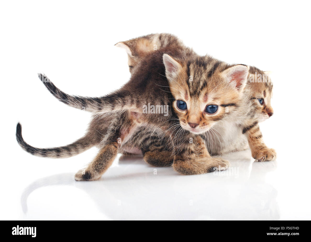 Striped kittens hi-res stock photography and images - Alamy
