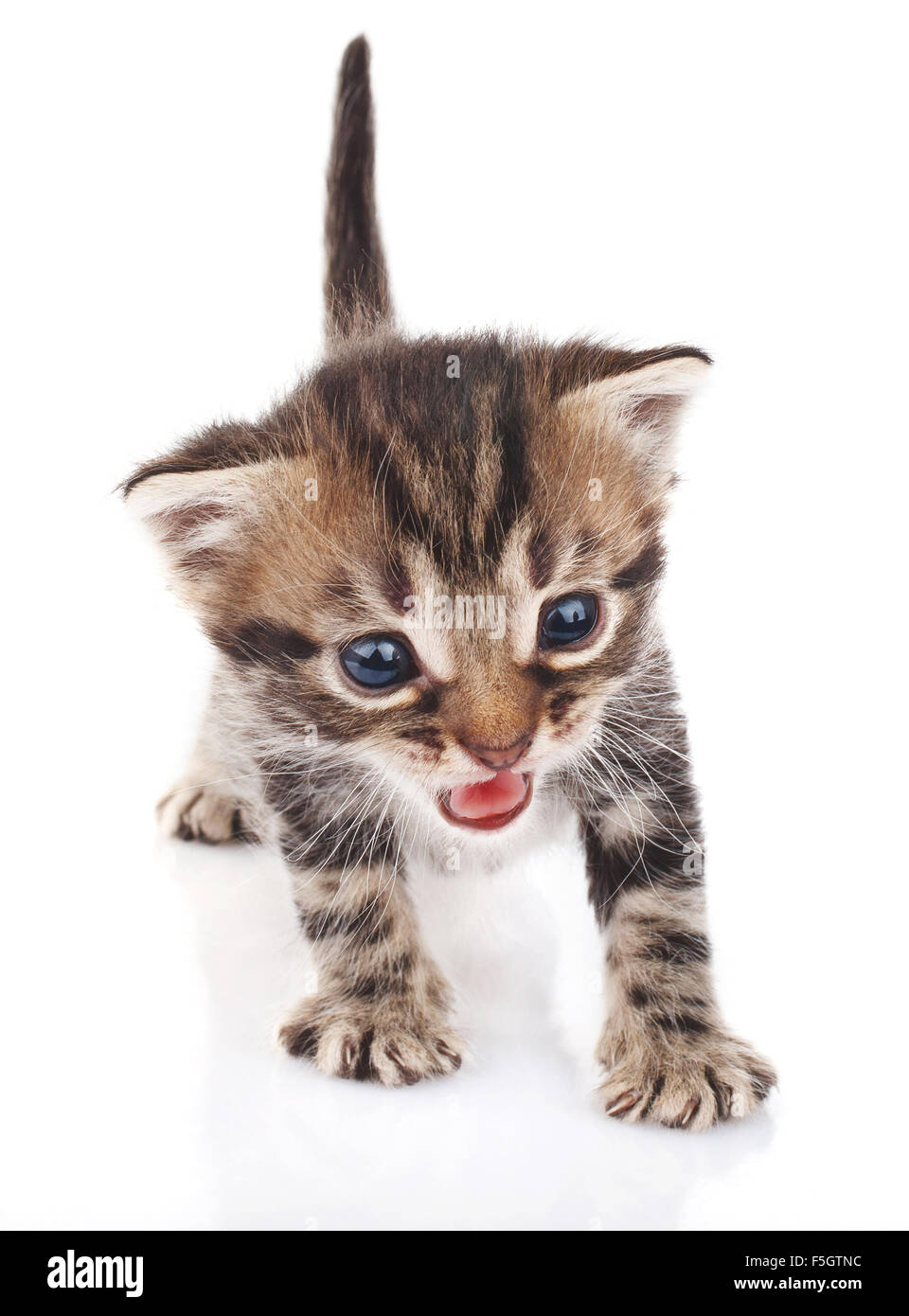 little baby cat Stock Photo - Alamy