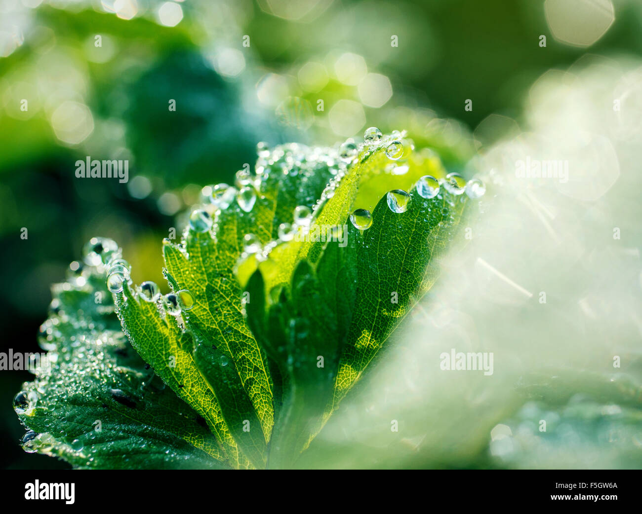 Closeup strawberry dew drops hi-res stock photography and images - Alamy