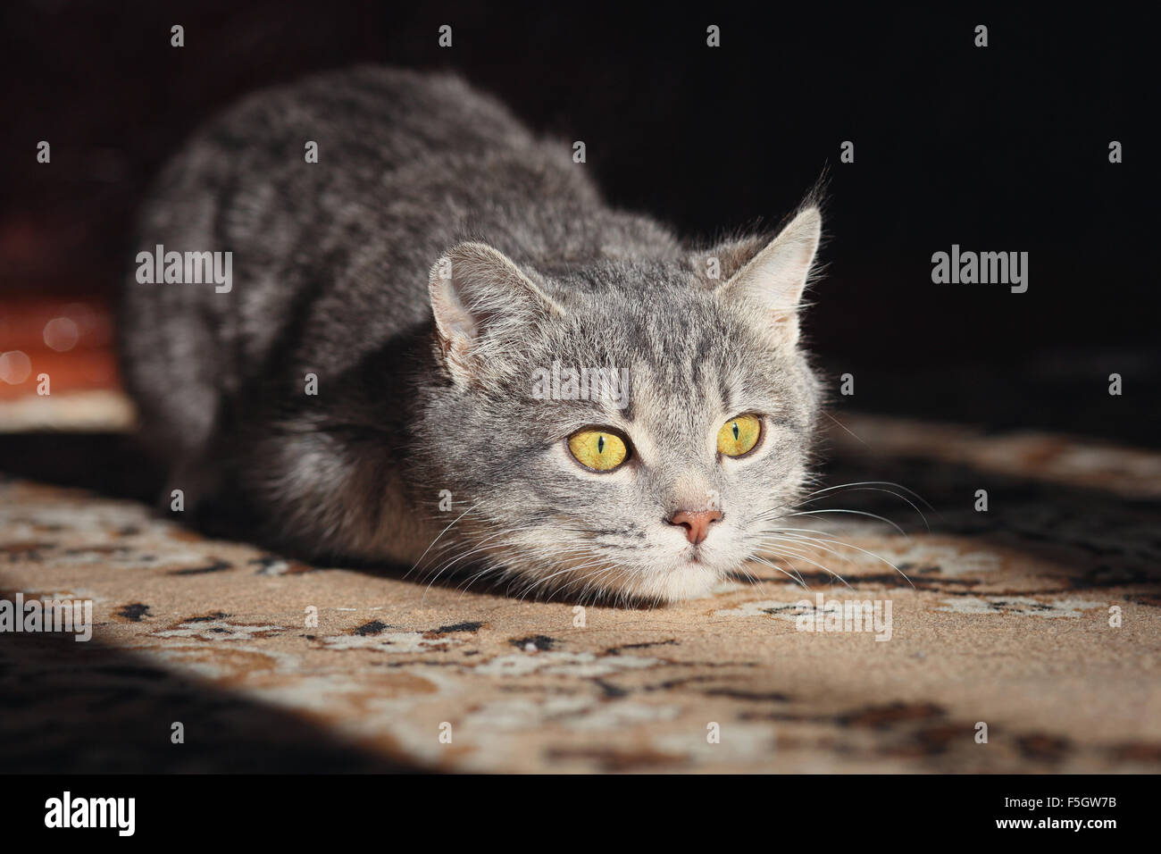 gray cat preparing to attack Stock Photo - Alamy