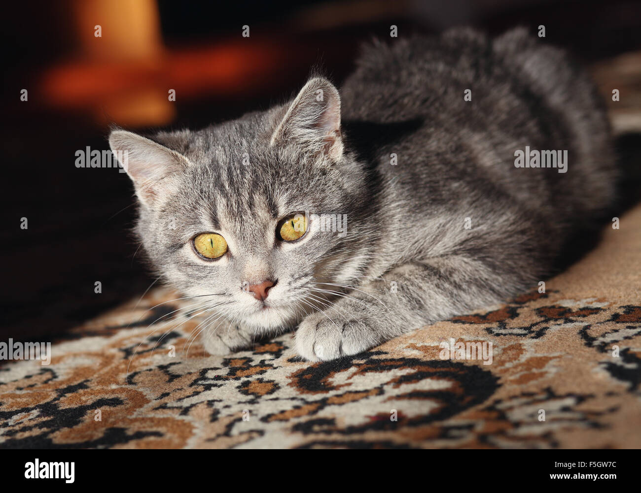gray cat preparing to attack Stock Photo - Alamy