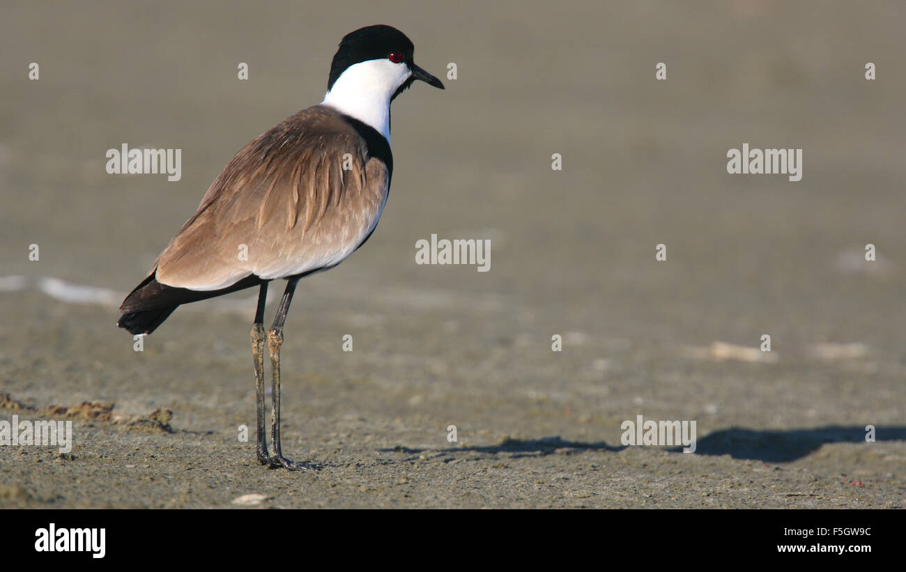 Spur-winged Lapwing - Cyprus Stock Photo - Alamy
