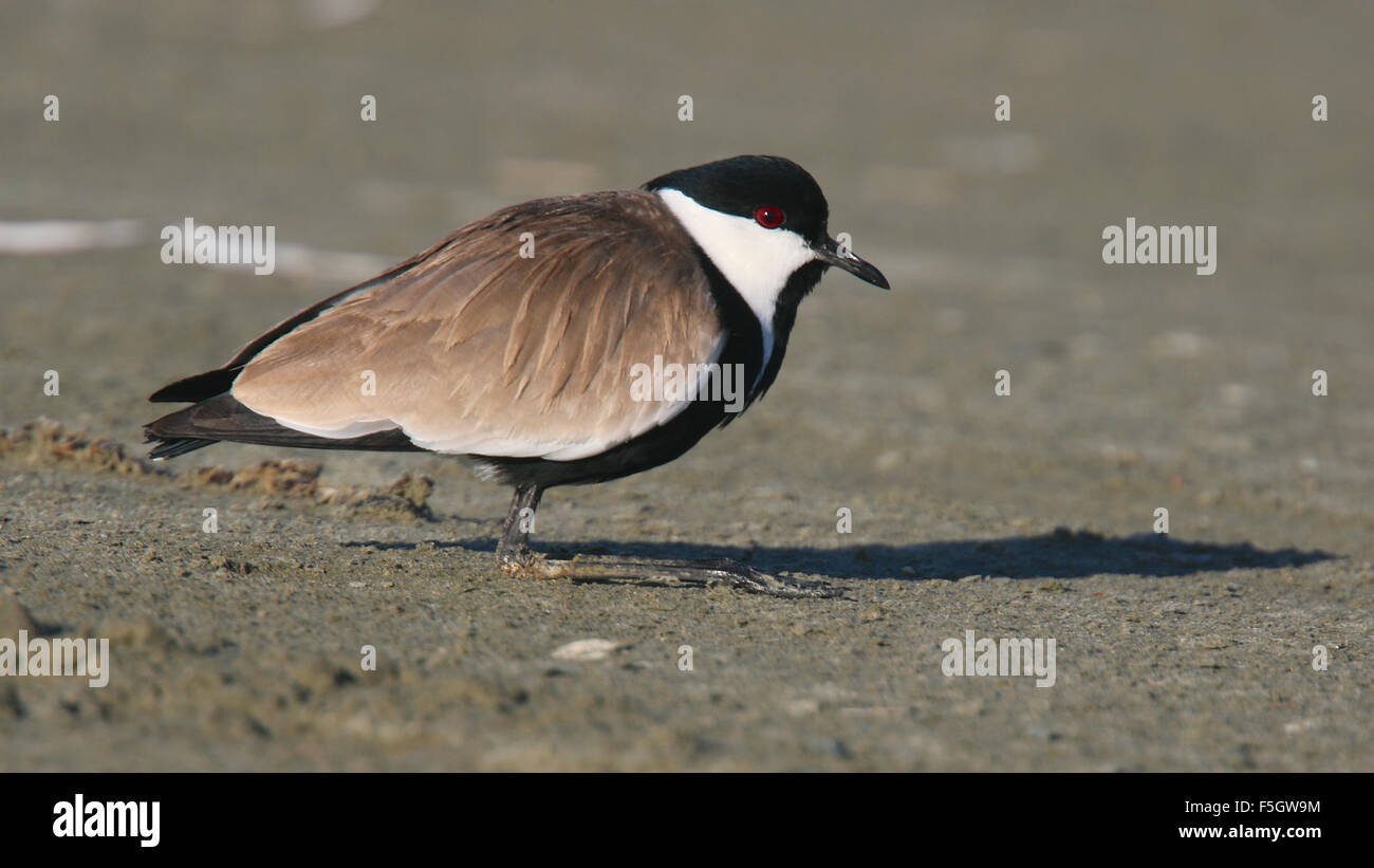 The spur winged lapwing hi-res stock photography and images - Alamy