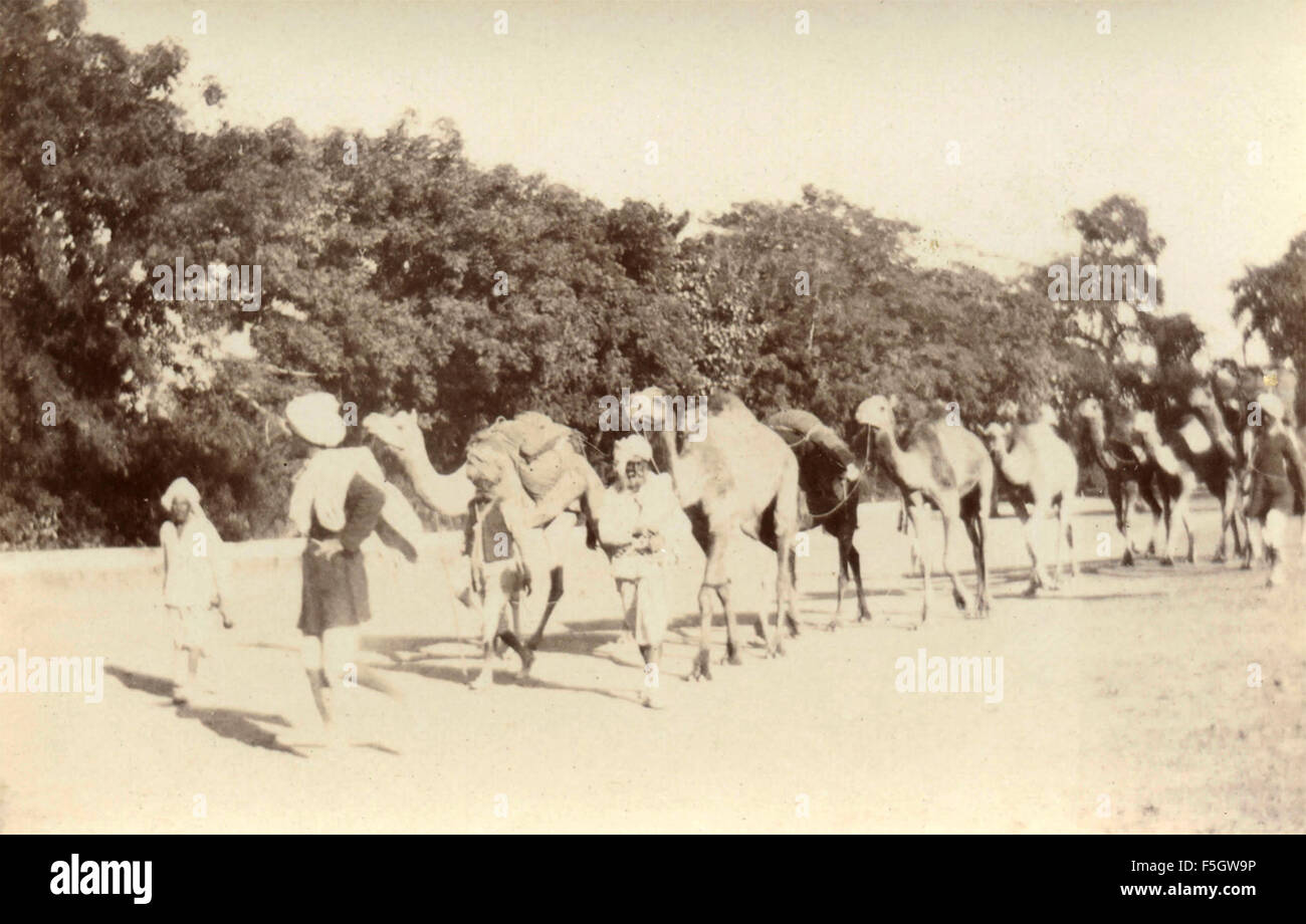 Camel Train, India Stock Photo - Alamy