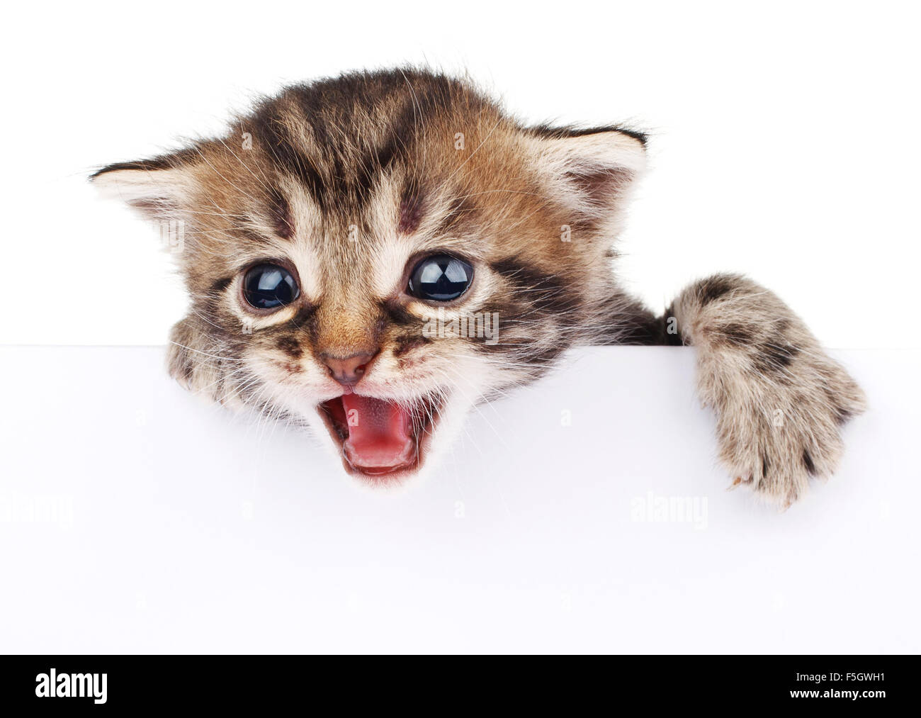 Peeking out Cut Out Stock Images & Pictures - Alamy