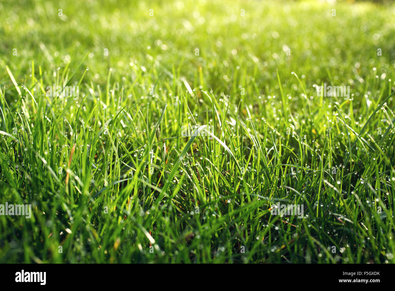 top view of green grass Stock Photo - Alamy