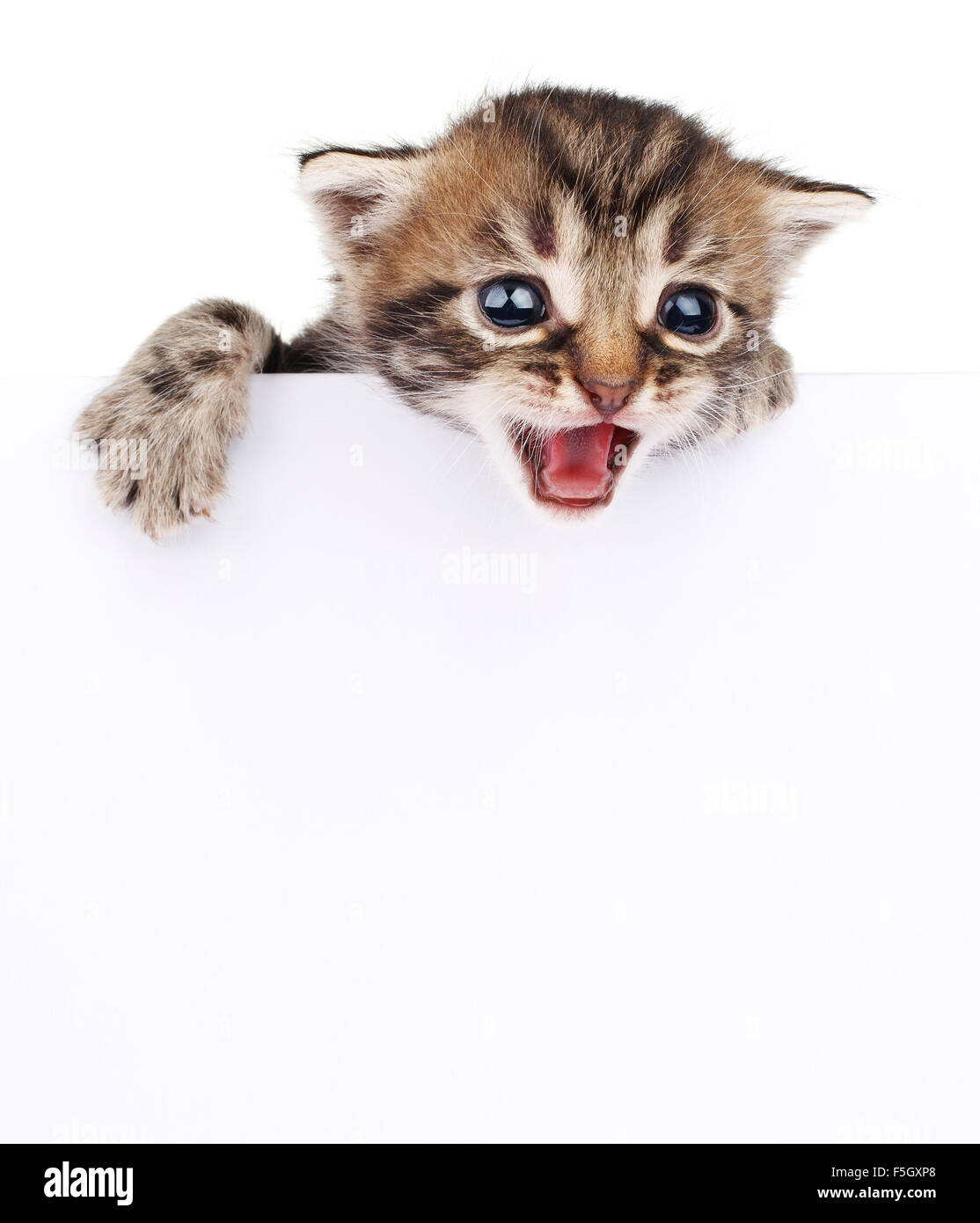 Peeking out Cut Out Stock Images & Pictures - Alamy