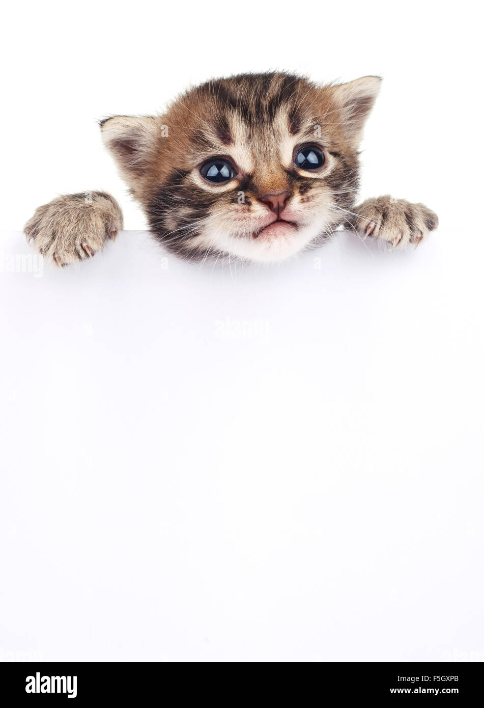 Pretty kitten peeking out of a blank sign Stock Photo - Alamy