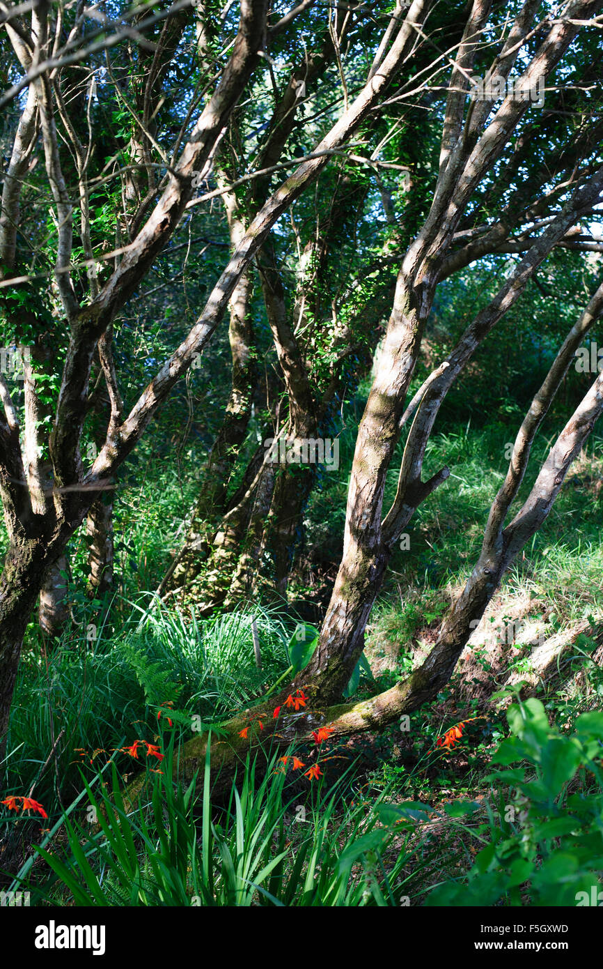 Thin tree hi-res stock photography and images - Alamy