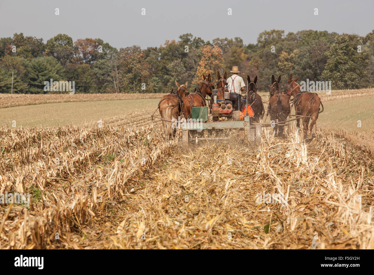 Plowing with mules hi-res stock photography and images - Alamy