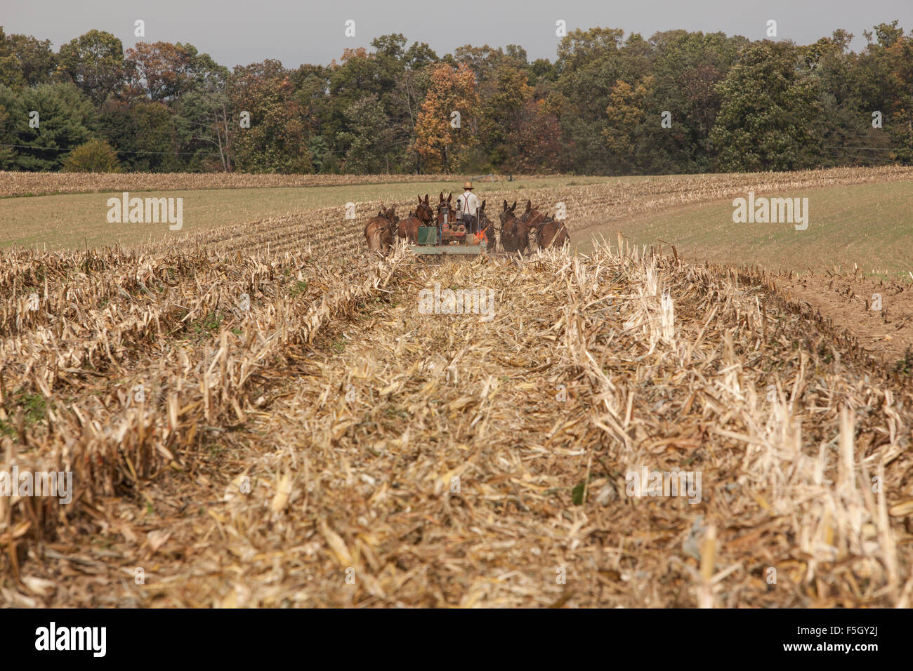 Farmer and mules plowing the fields Stock Photo - Alamy