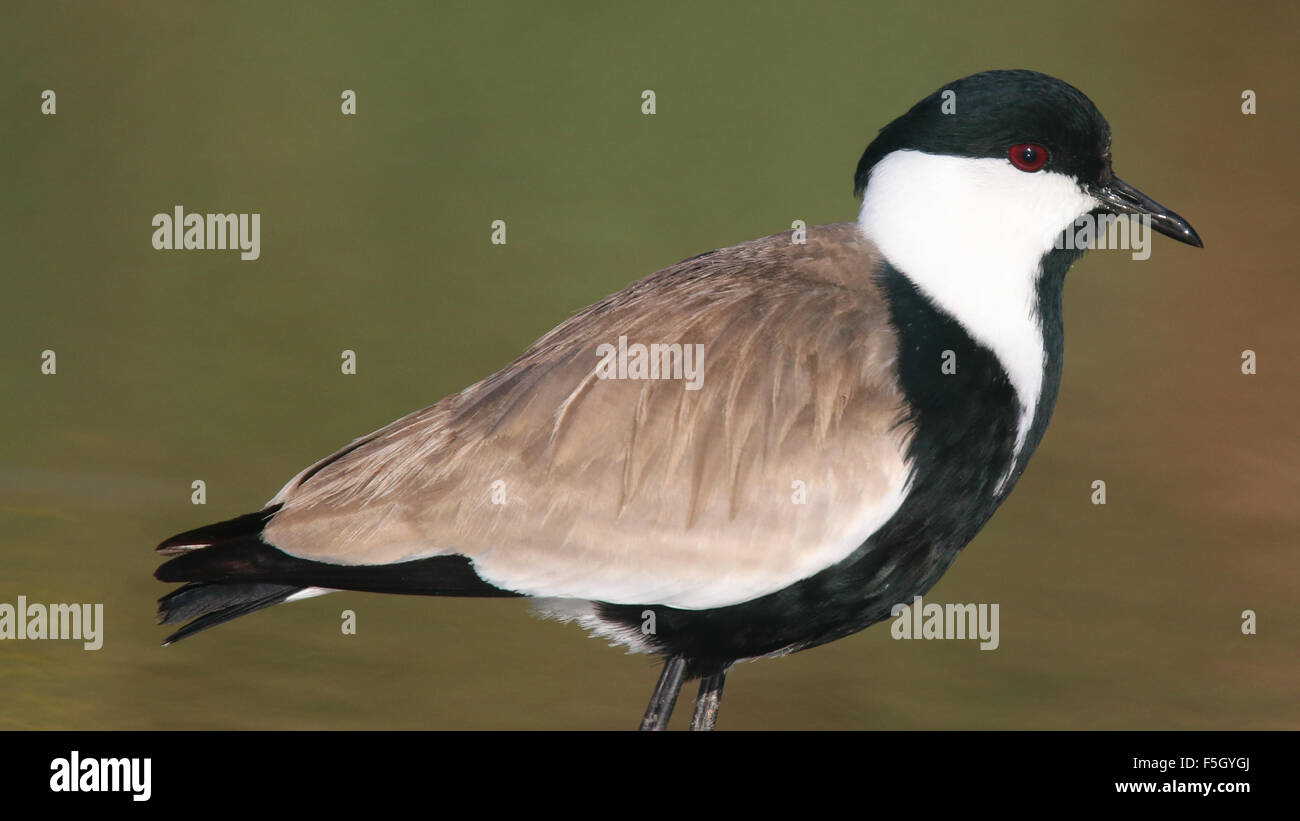 Spur-winged Lapwing Vanellus spinosus, Cyprus Stock Photo - Alamy