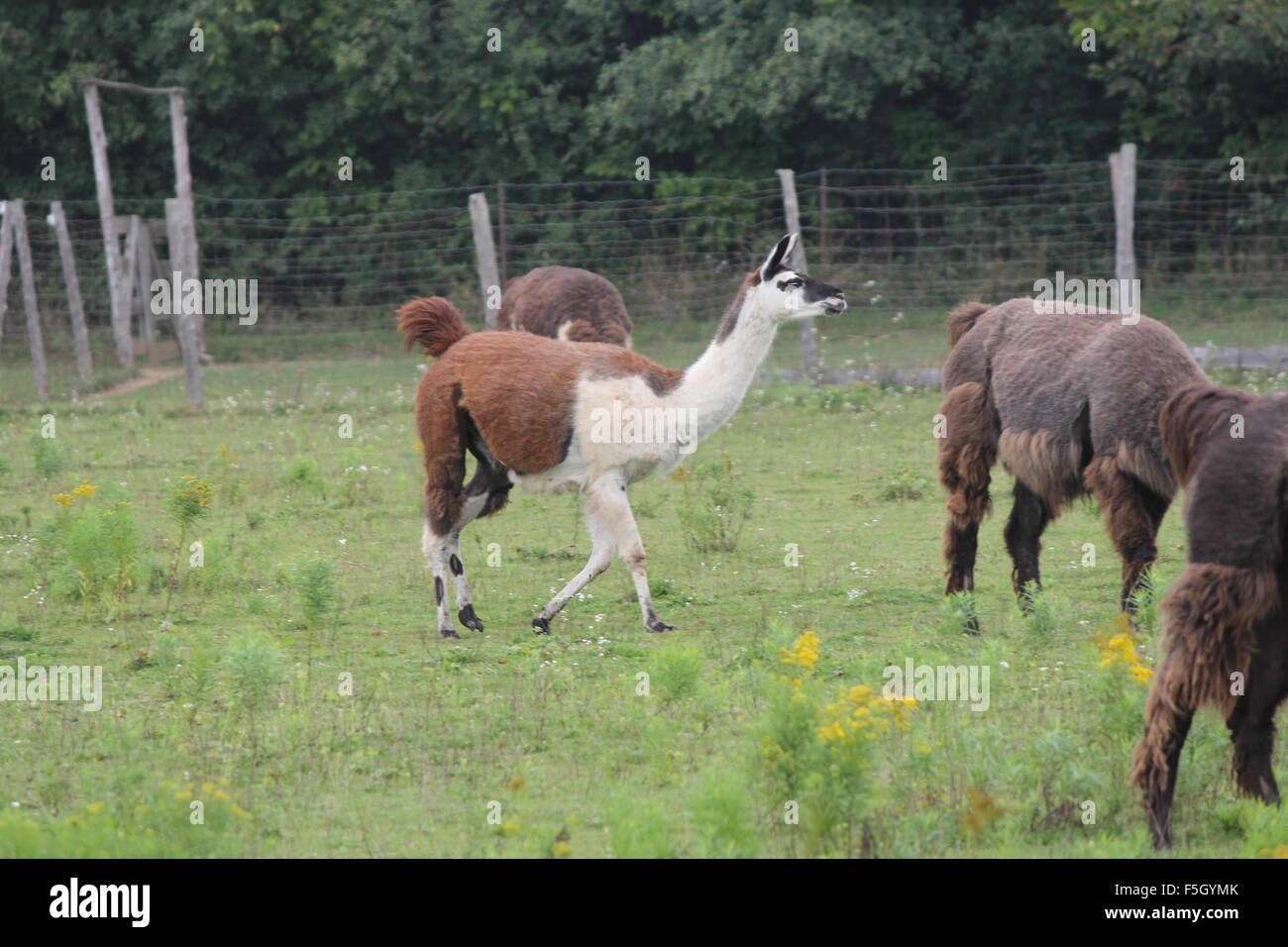 Llama on a small hobby farm. The Llama is a domesticated South American ...