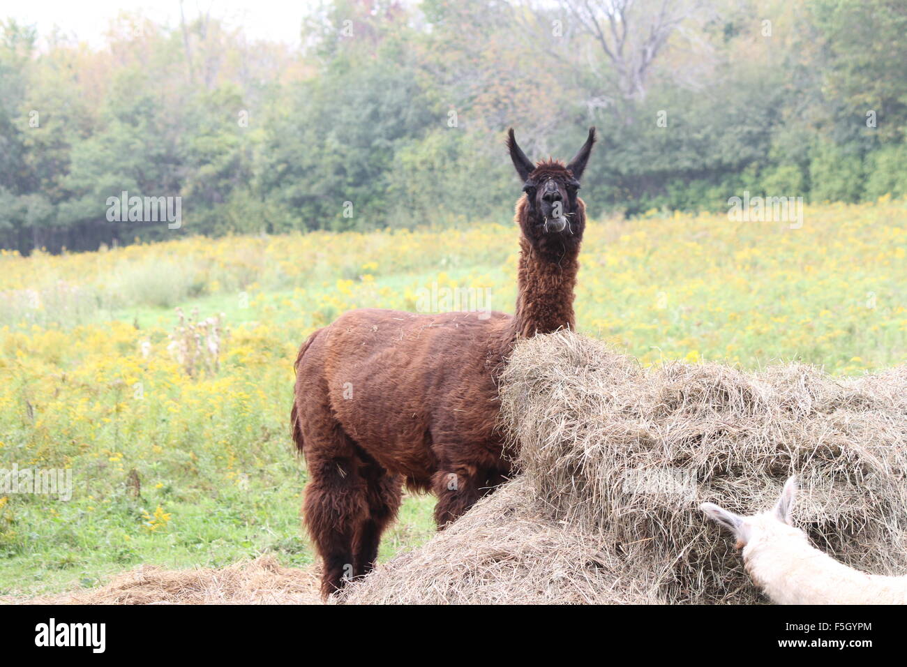 Llama on a small hobby farm. The Llama is a domesticated South American ...