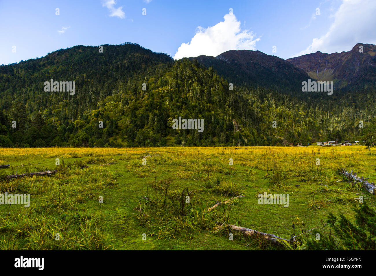 Nanyi valley in Tibet, China Stock Photo - Alamy