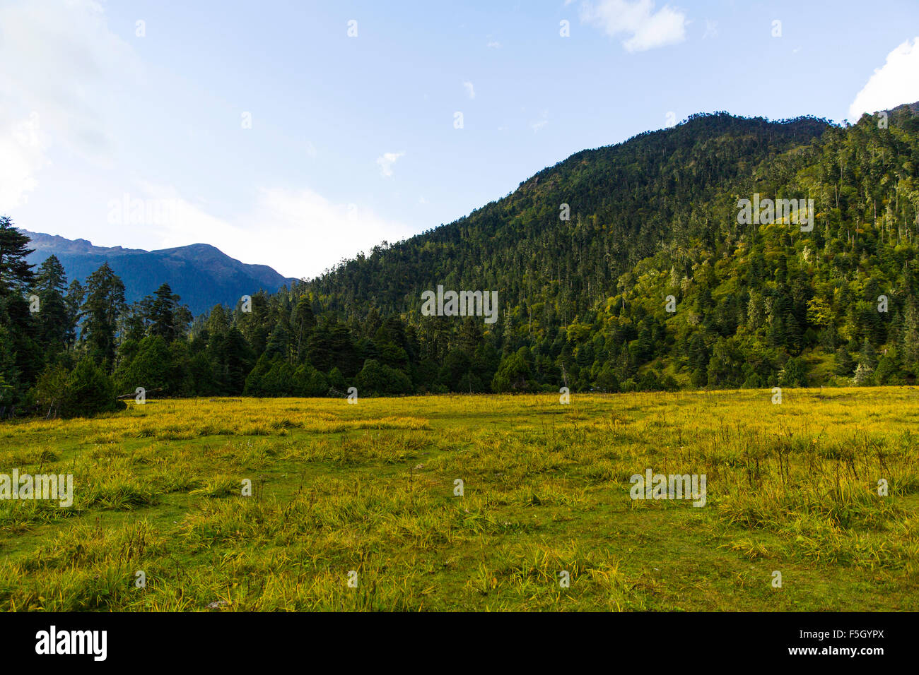 Nanyi valley in Tibet, China Stock Photo - Alamy