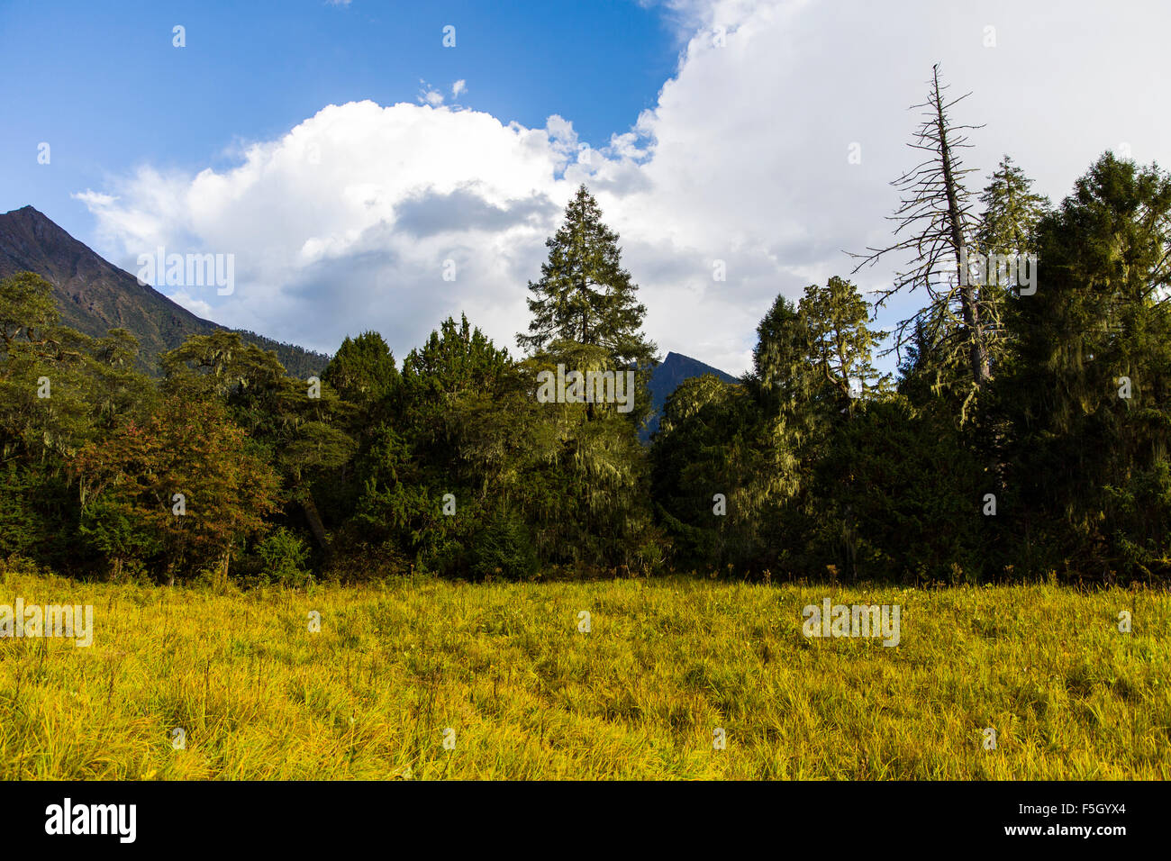 Nanyi valley in Tibet, China Stock Photo - Alamy