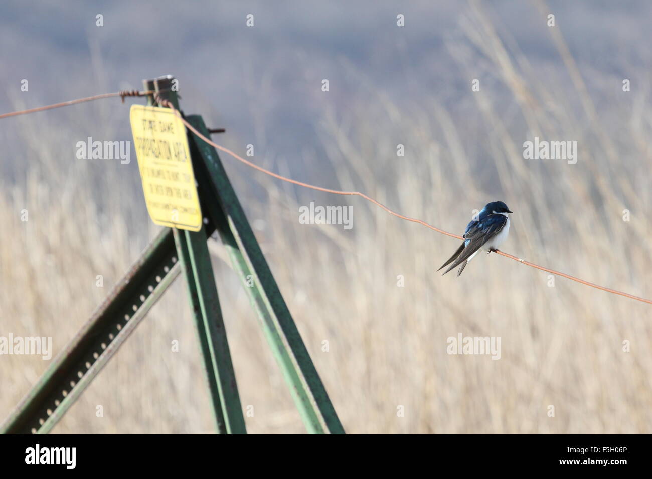 Tree swallow perched on a wire in tall grass Stock Photo - Alamy
