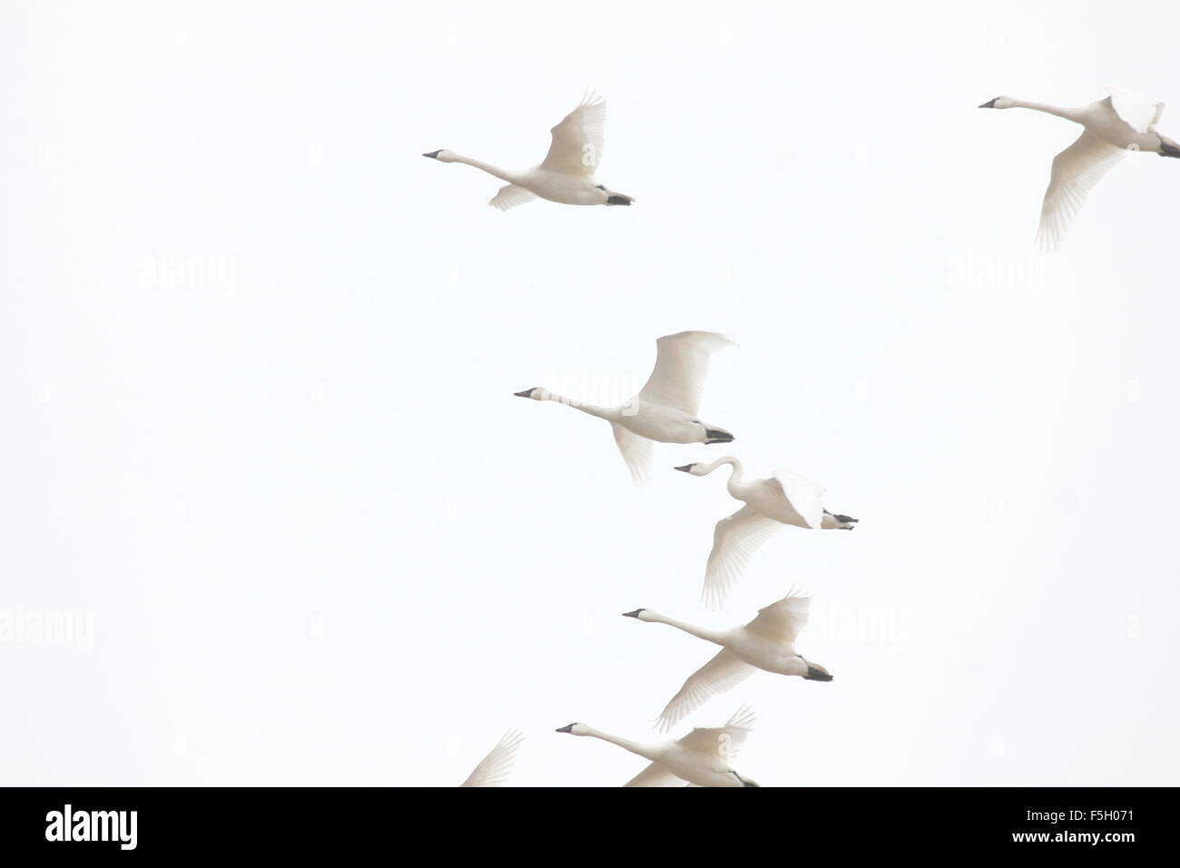 Swans in flight Stock Photo - Alamy