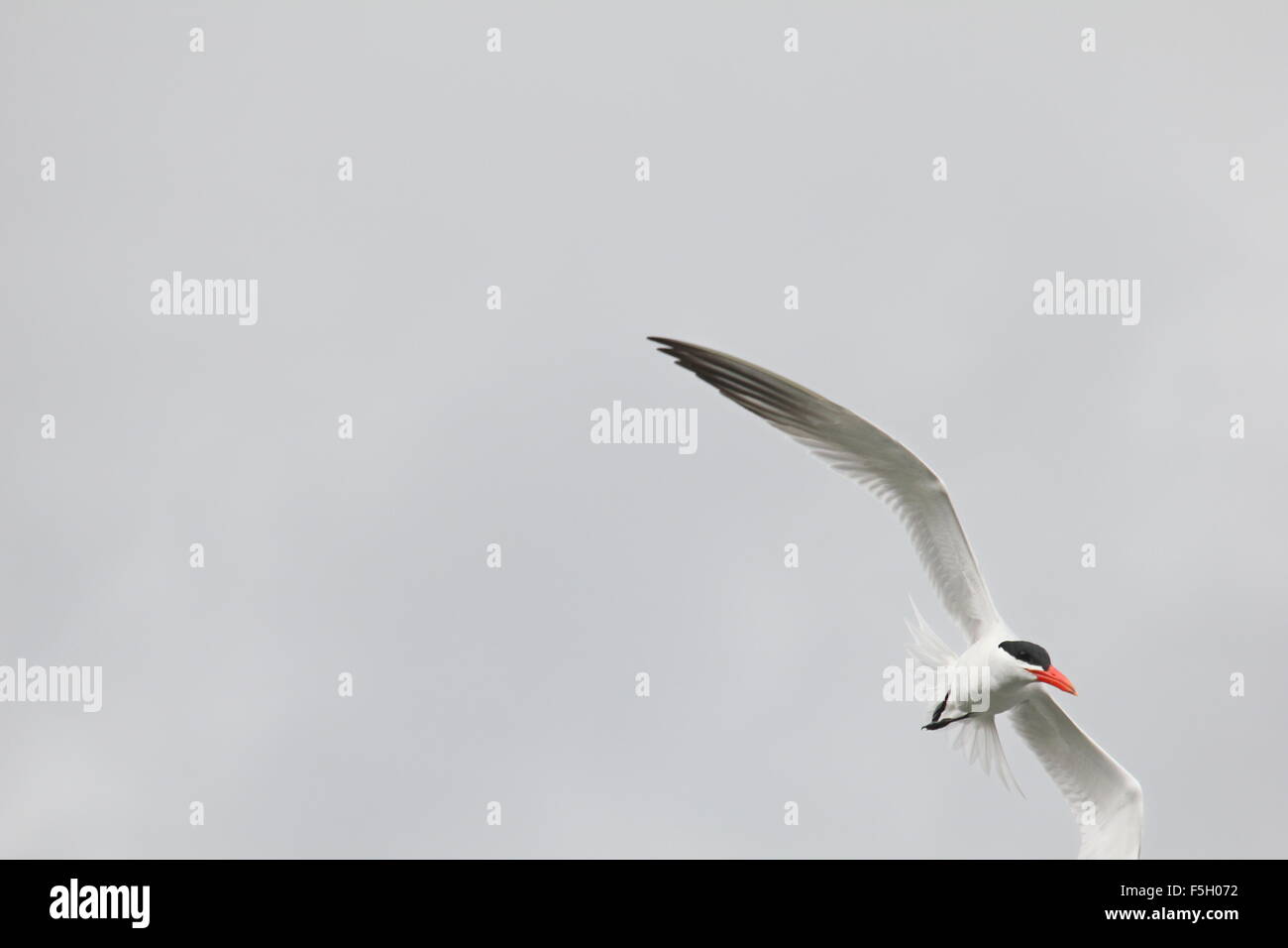 Tern in flight Stock Photo - Alamy