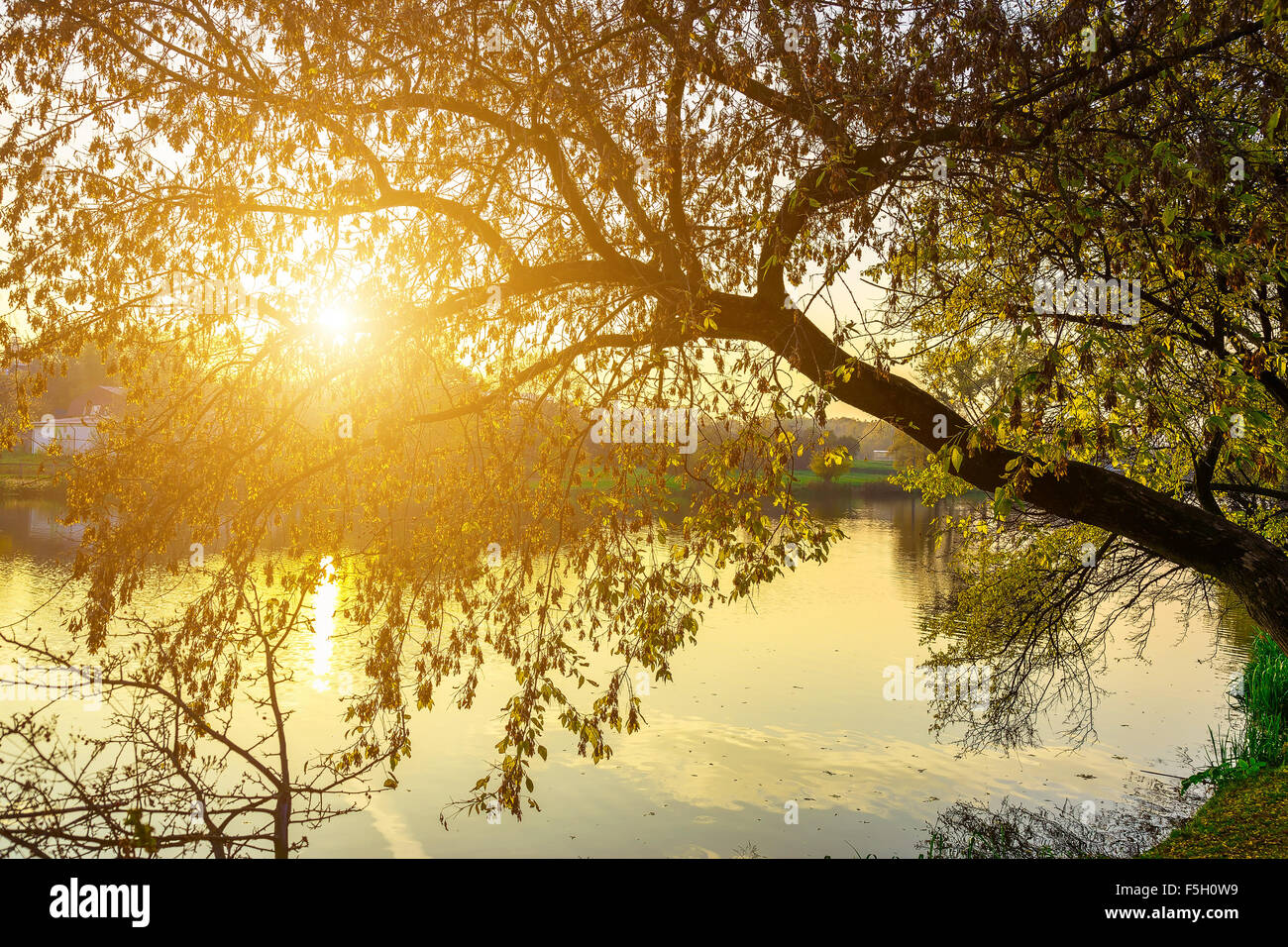 Tree over lake hi-res stock photography and images - Alamy
