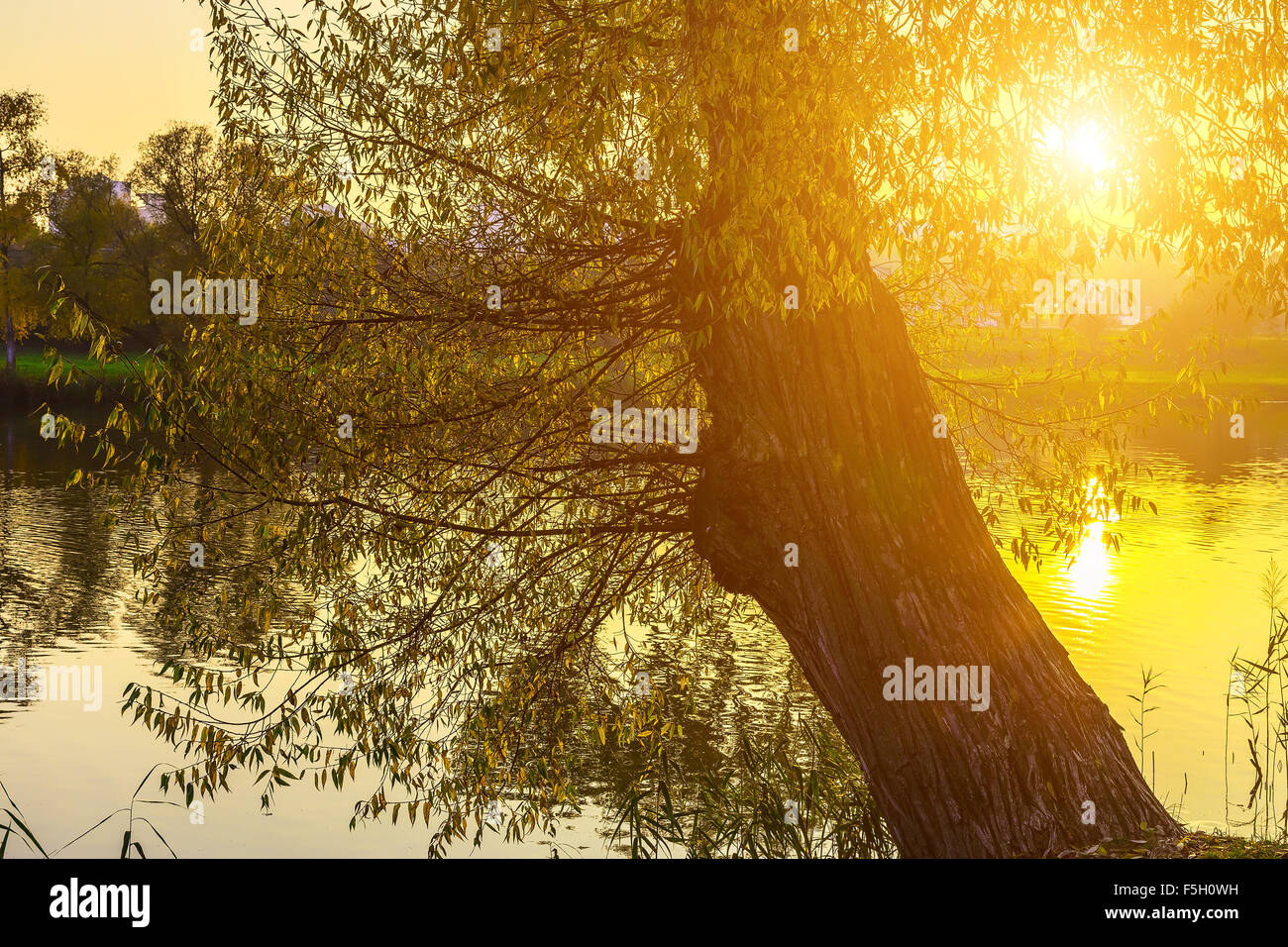 Tree with big trunk hi-res stock photography and images - Alamy