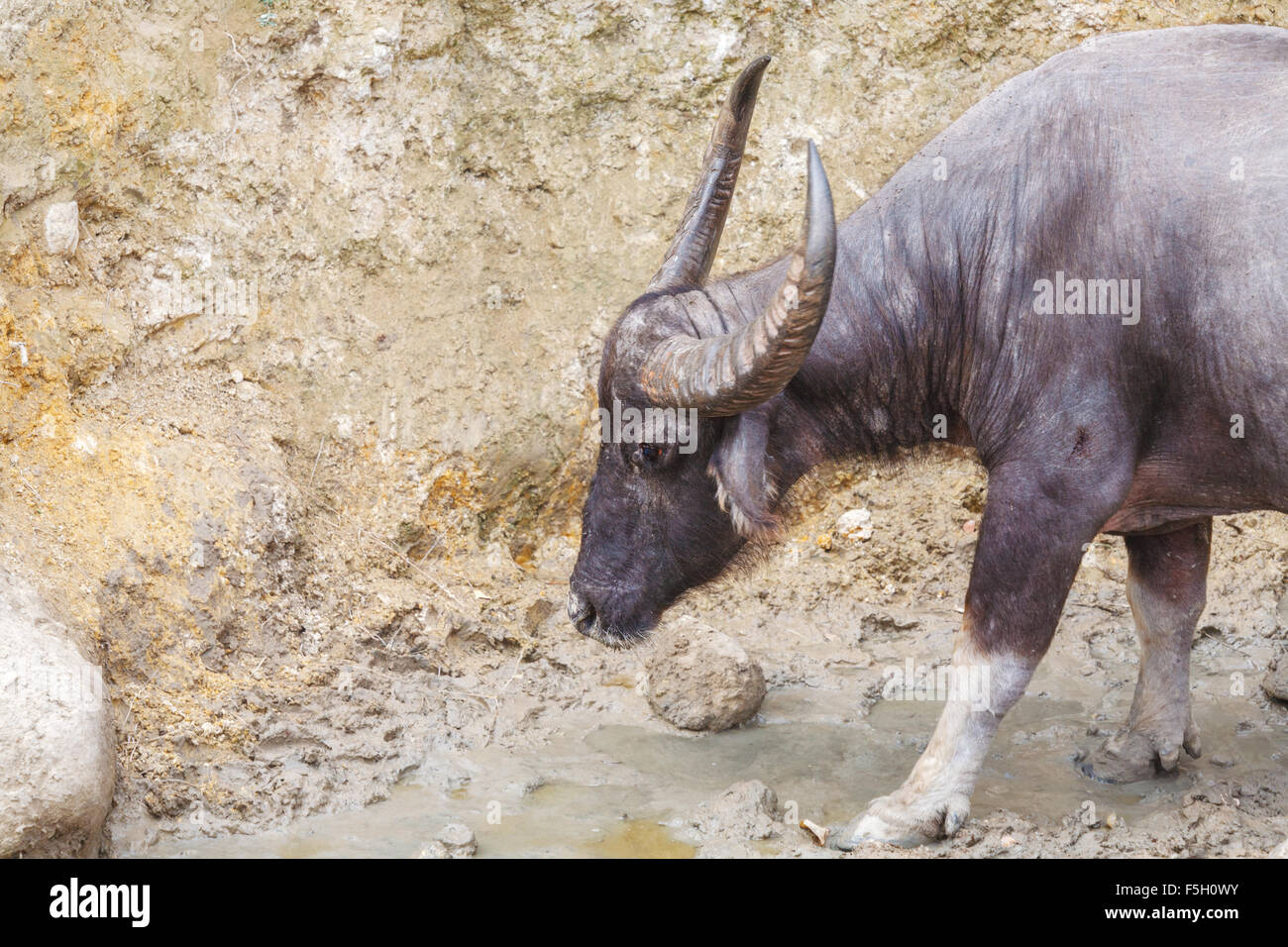 Water Bull in National Park Komodo Stock Photo - Alamy