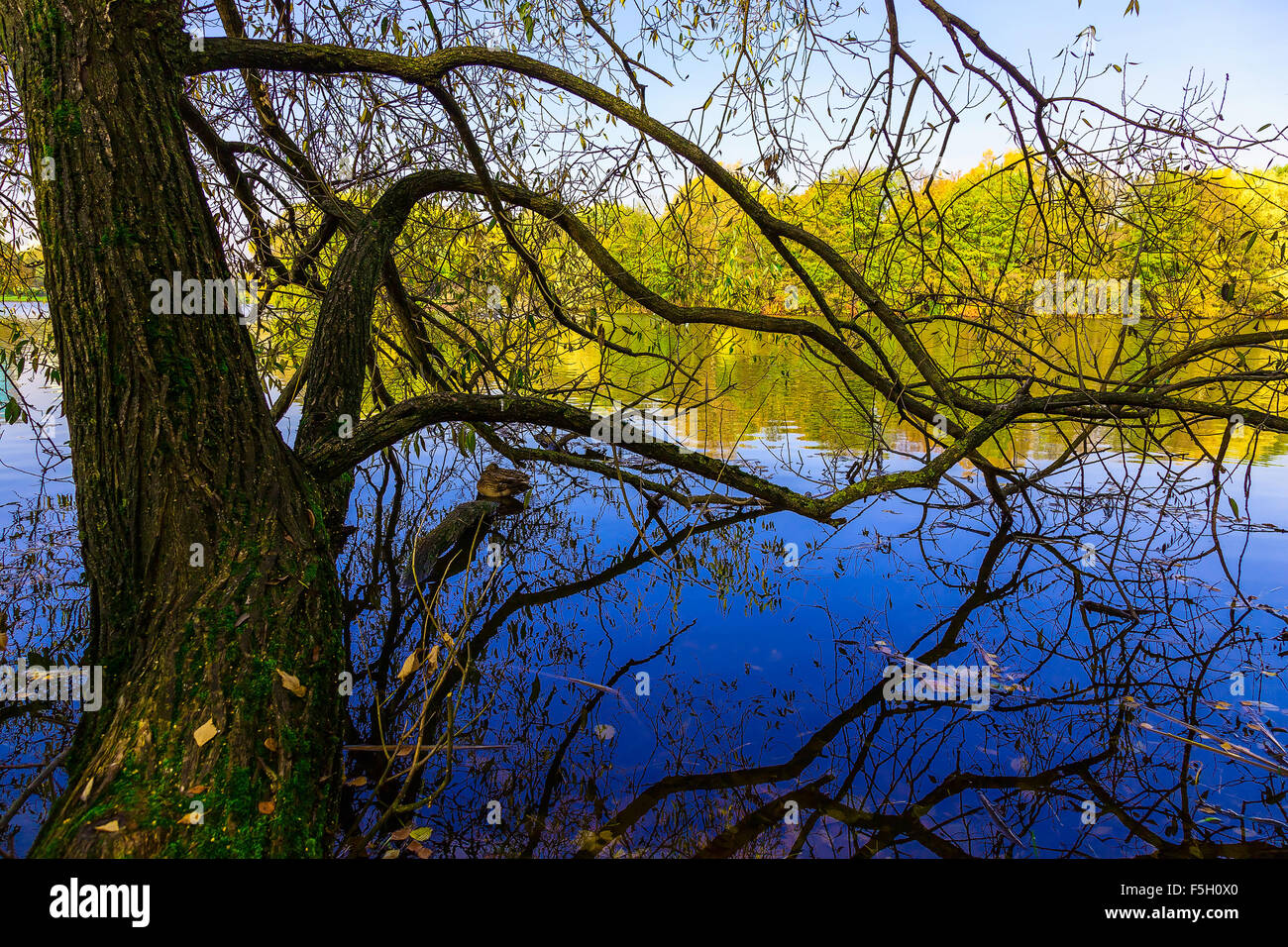Trunk of Tree with Branches Above Lake Surface with Colorful Trees in ...