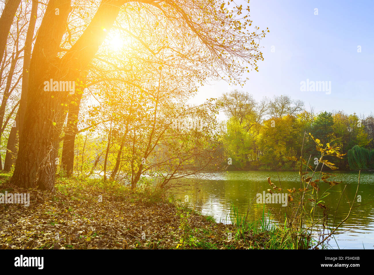 Landscape of Park with Bright Sun in Branches of Tree and Lake Stock ...