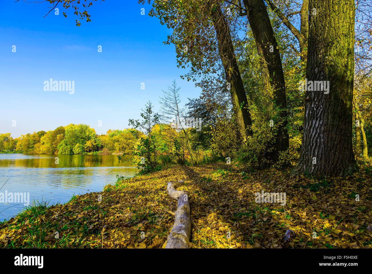 Leaves Under Trees High Resolution Stock Photography and Images - Alamy