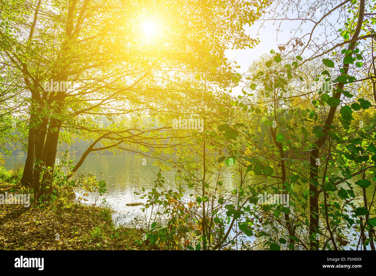 Bright Sun Shining through Tree Branches on the Background of Lake ...