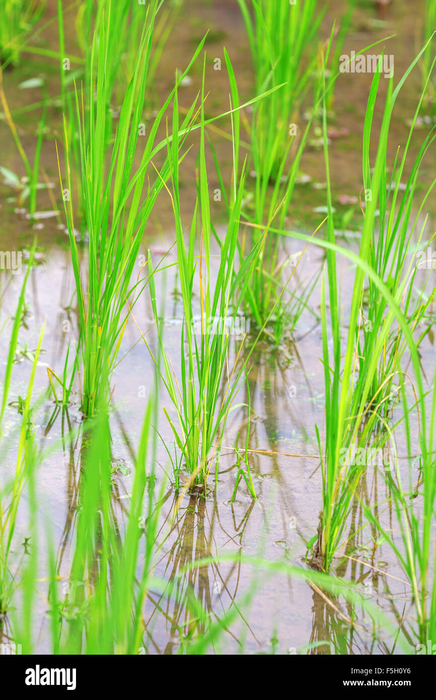 Fresh Green Rice Plants on Terraced Field, Bali, Indonesia Stock Photo ...