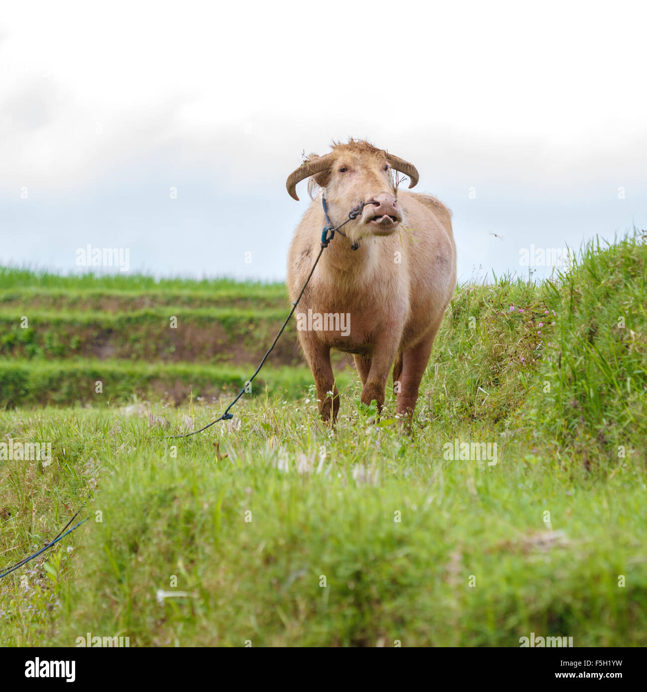 Farm Bull Feeding Grass, Bali, Indonesia Stock Photo - Alamy