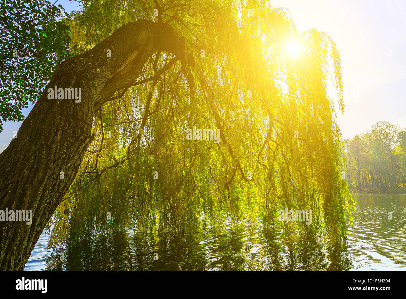 Branches of Willow Tree above Lake and Sunlight Shining through ...