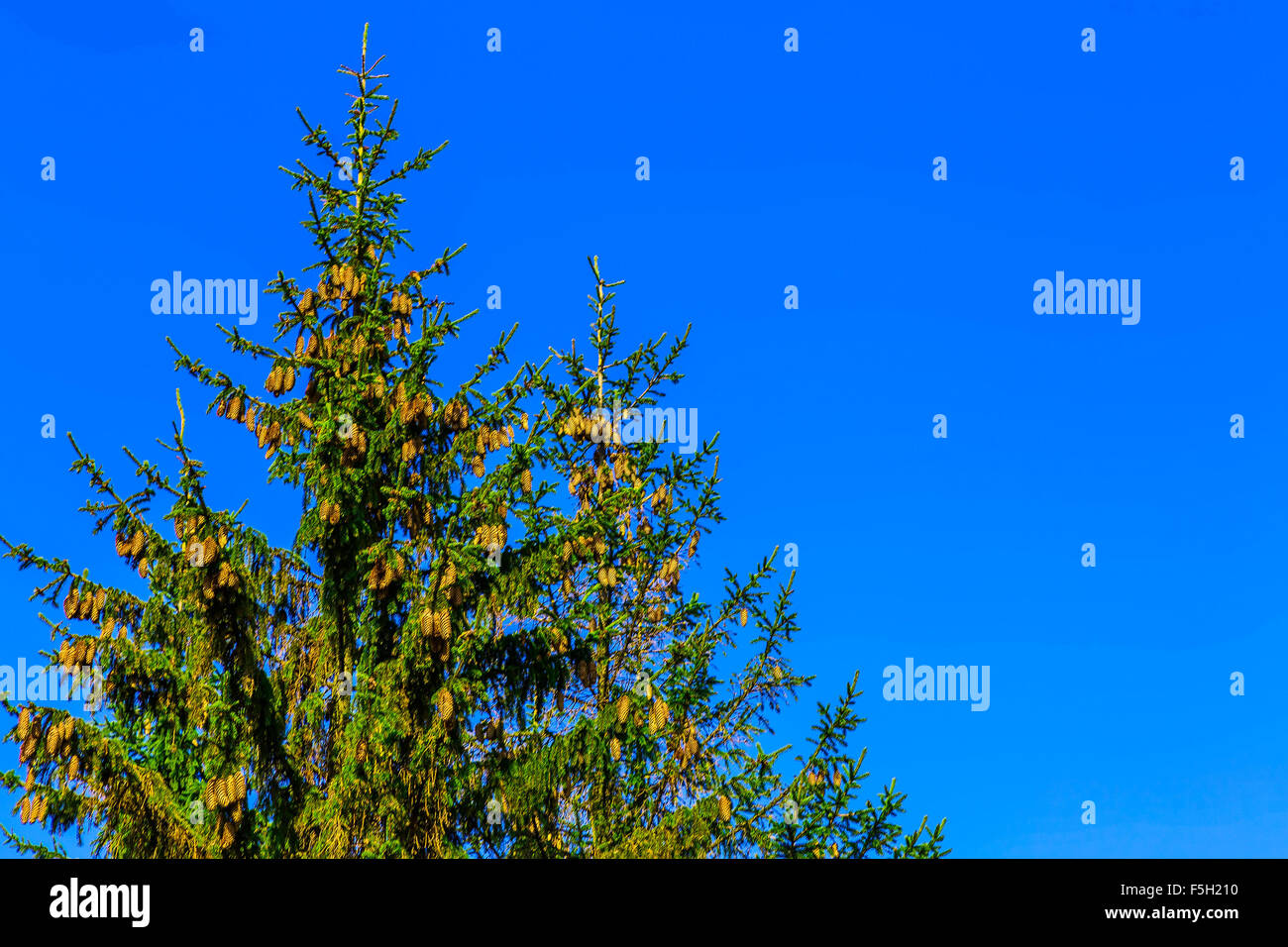 Fir Tree Top with Cones on Sky Background Stock Photo - Alamy